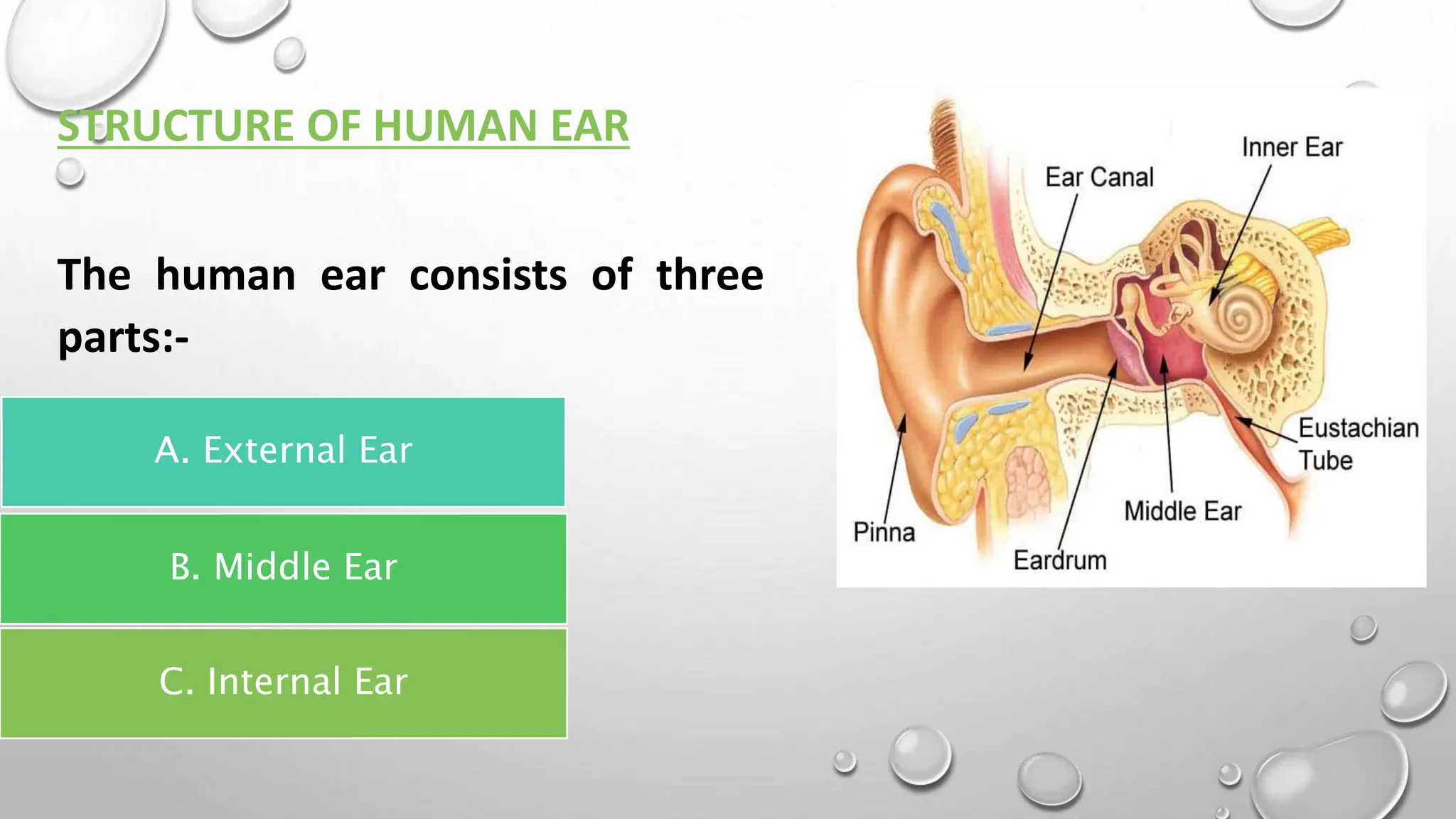 Human_Ear_PPT research about human ear [1].pptx