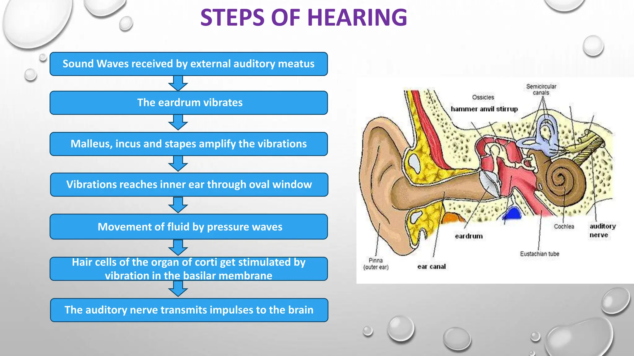 Human_Ear_PPT research about human ear [1].pptx