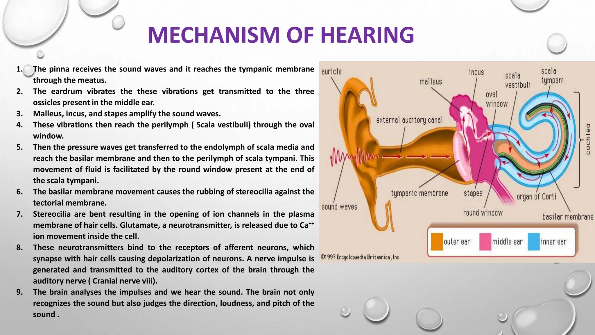 Human_Ear_PPT research about human ear [1].pptx