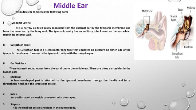 Human_Ear_PPT research about human ear [1].pptx