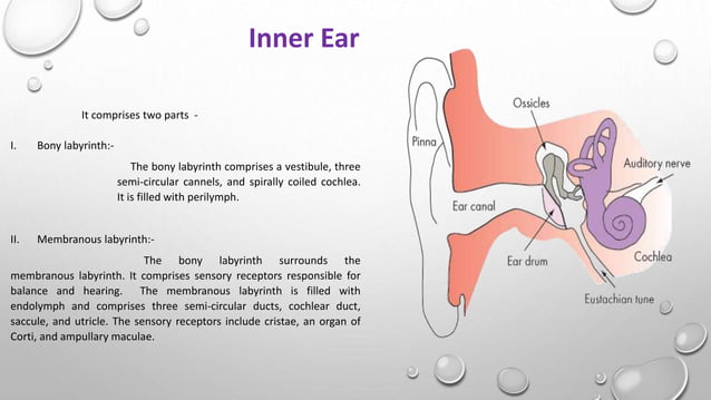 Human_Ear_PPT research about human ear [1].pptx