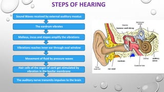 Human_Ear_PPT research about human ear [1].pptx