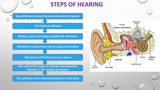Human_Ear_PPT research about human ear [1].pptx