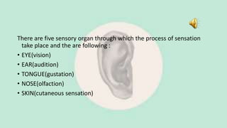 Human ear pr | PPTX