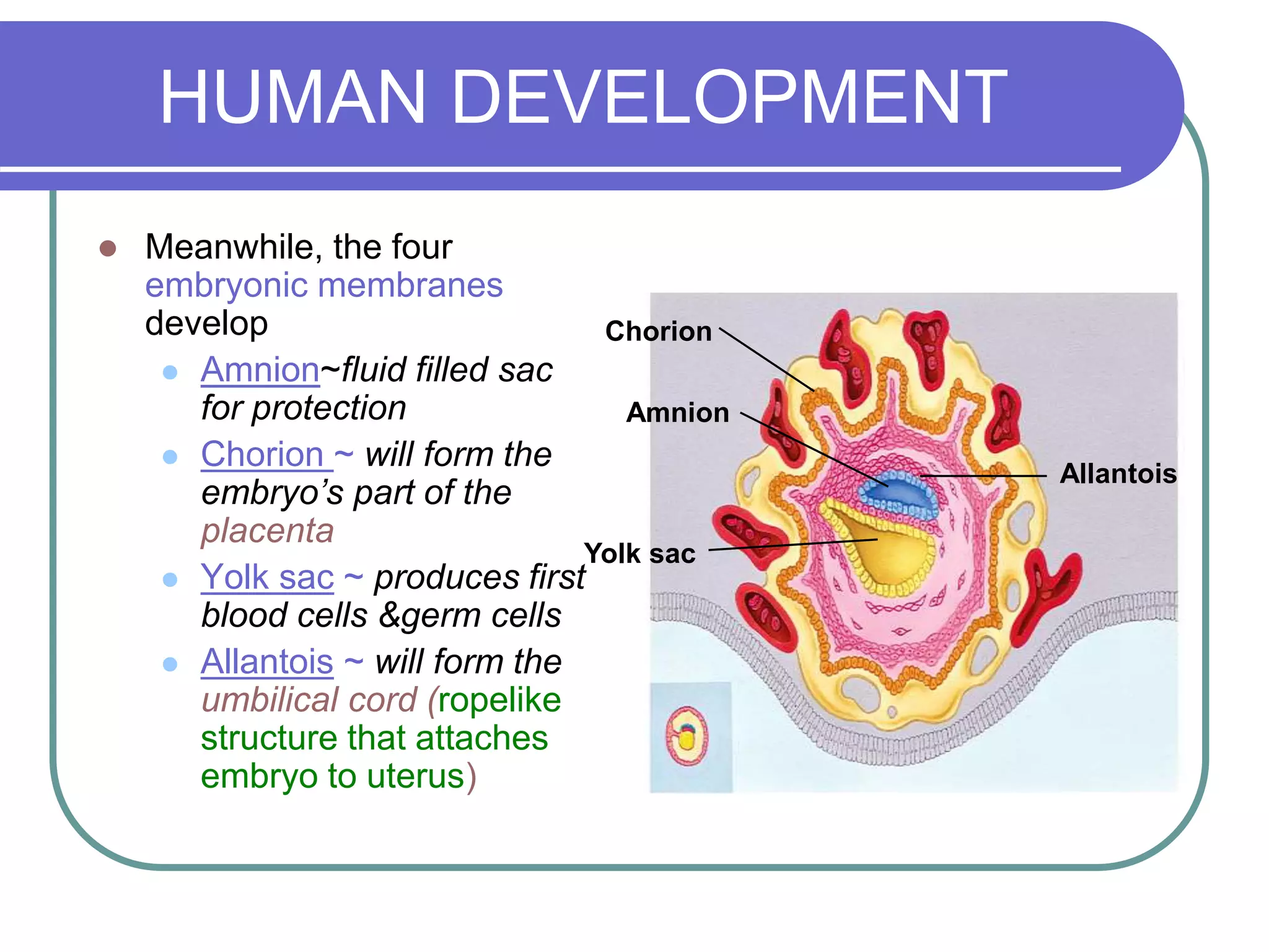 human embrionical development-1.ppt