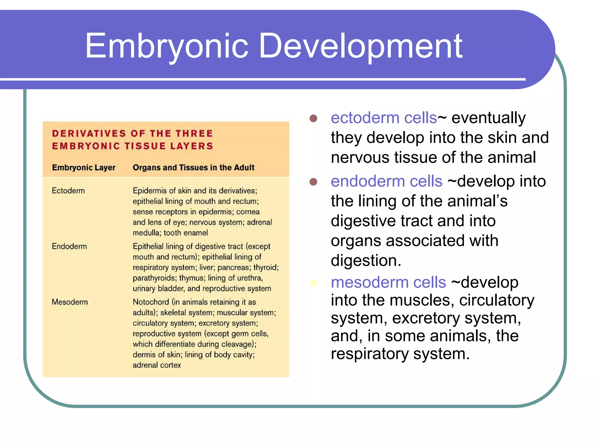 human embrionical development-1.ppt
