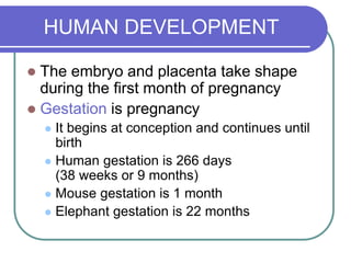 human embrionical development-1.ppt