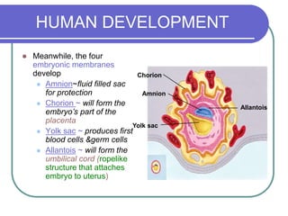 human embrionical development-1.ppt