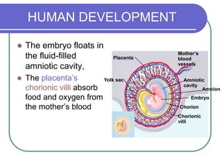 human embrionical development-1.ppt