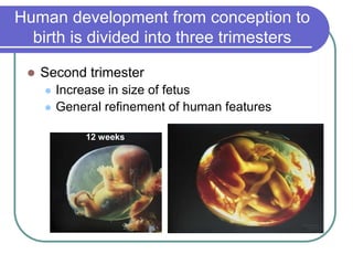 human embrionical development-1.ppt