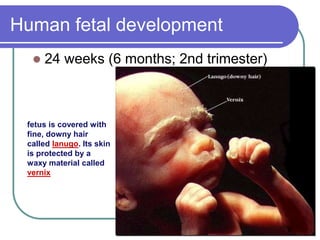 human embrionical development-1.ppt