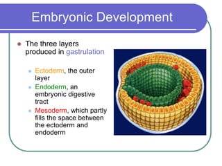 human embrionical development-1.ppt