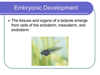 human embrionical development-1.ppt