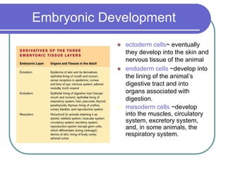 human embrionical development-1.ppt