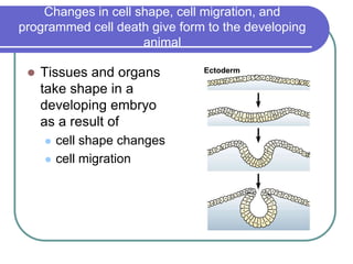 human embrionical development-1.ppt
