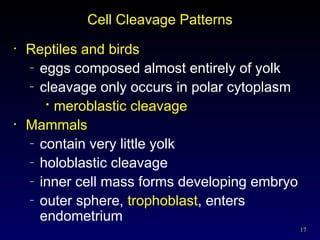 Human embryo Development includes various stages | PPT