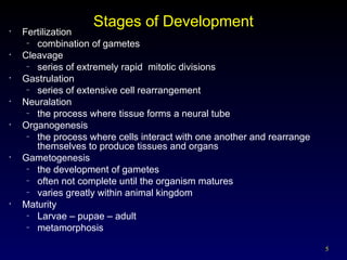 Human embryo Development includes various stages | PPT