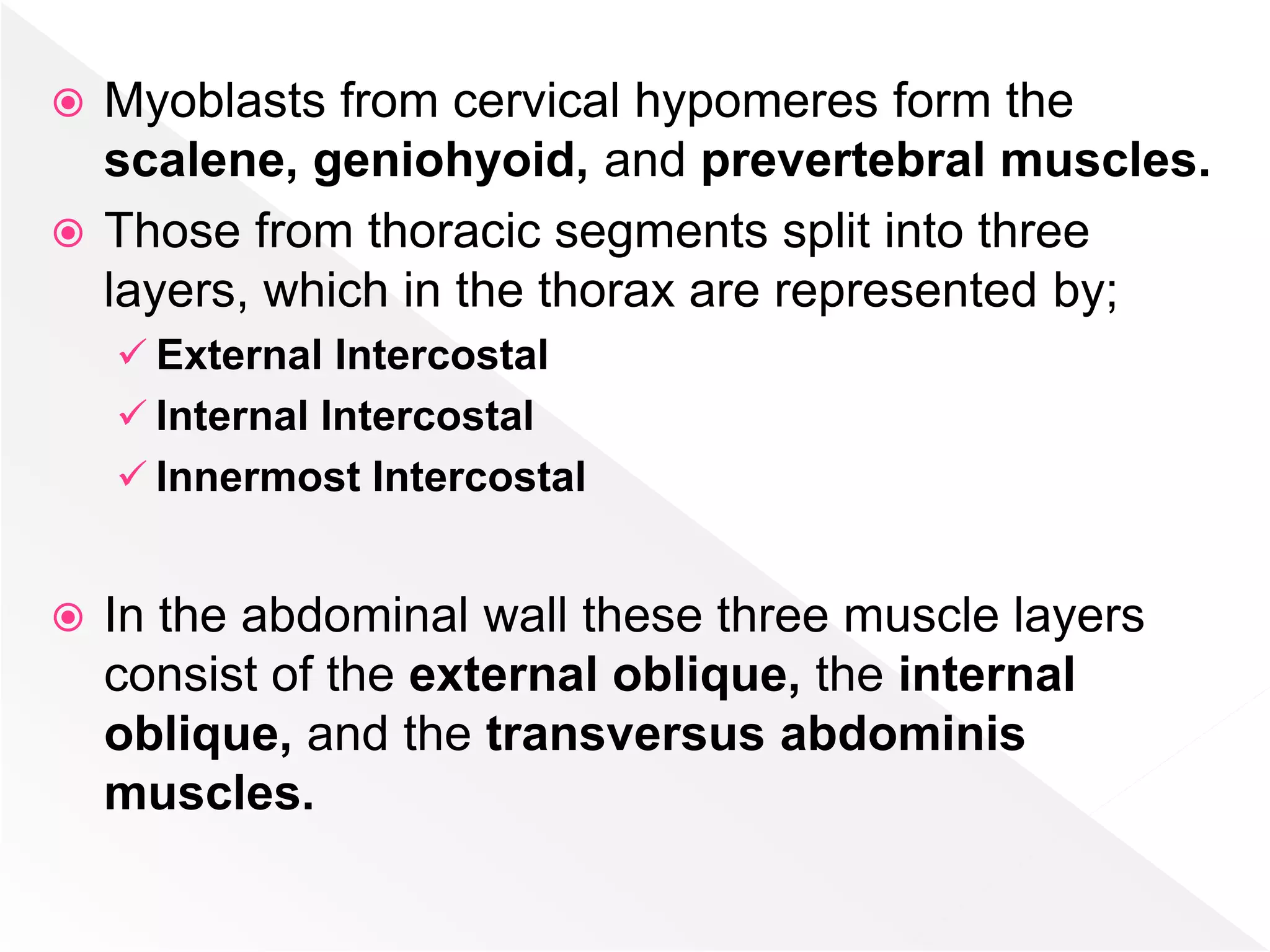 Development of the Muscular System (Human Embryology, Zoo 404) | PPTX ...