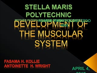 Development of the Muscular System (Human Embryology, Zoo 404) | PPTX
