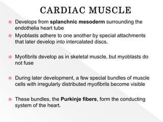 Development of the Muscular System (Human Embryology, Zoo 404) | PPTX
