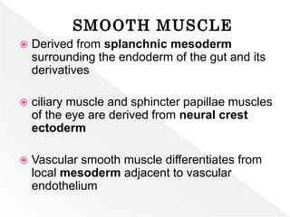 Development of the Muscular System (Human Embryology, Zoo 404) | PPTX