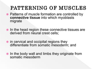 Development of the Muscular System (Human Embryology, Zoo 404) | PPTX
