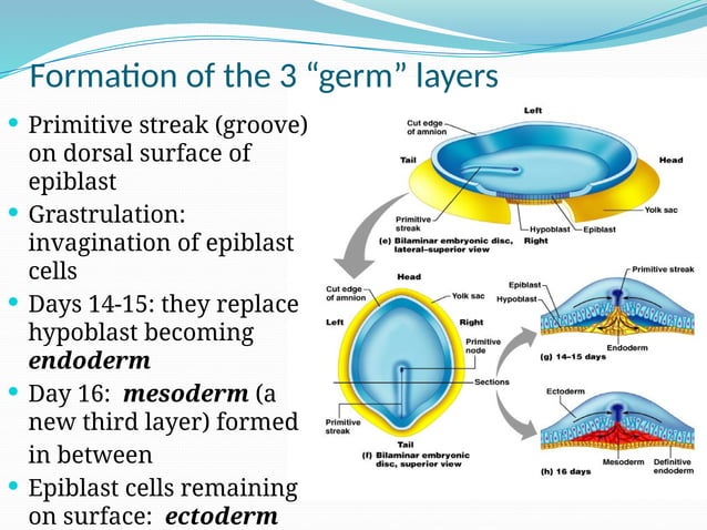 Human Embryology.pptxbbhgccdsevcxcdsddgj | PPT
