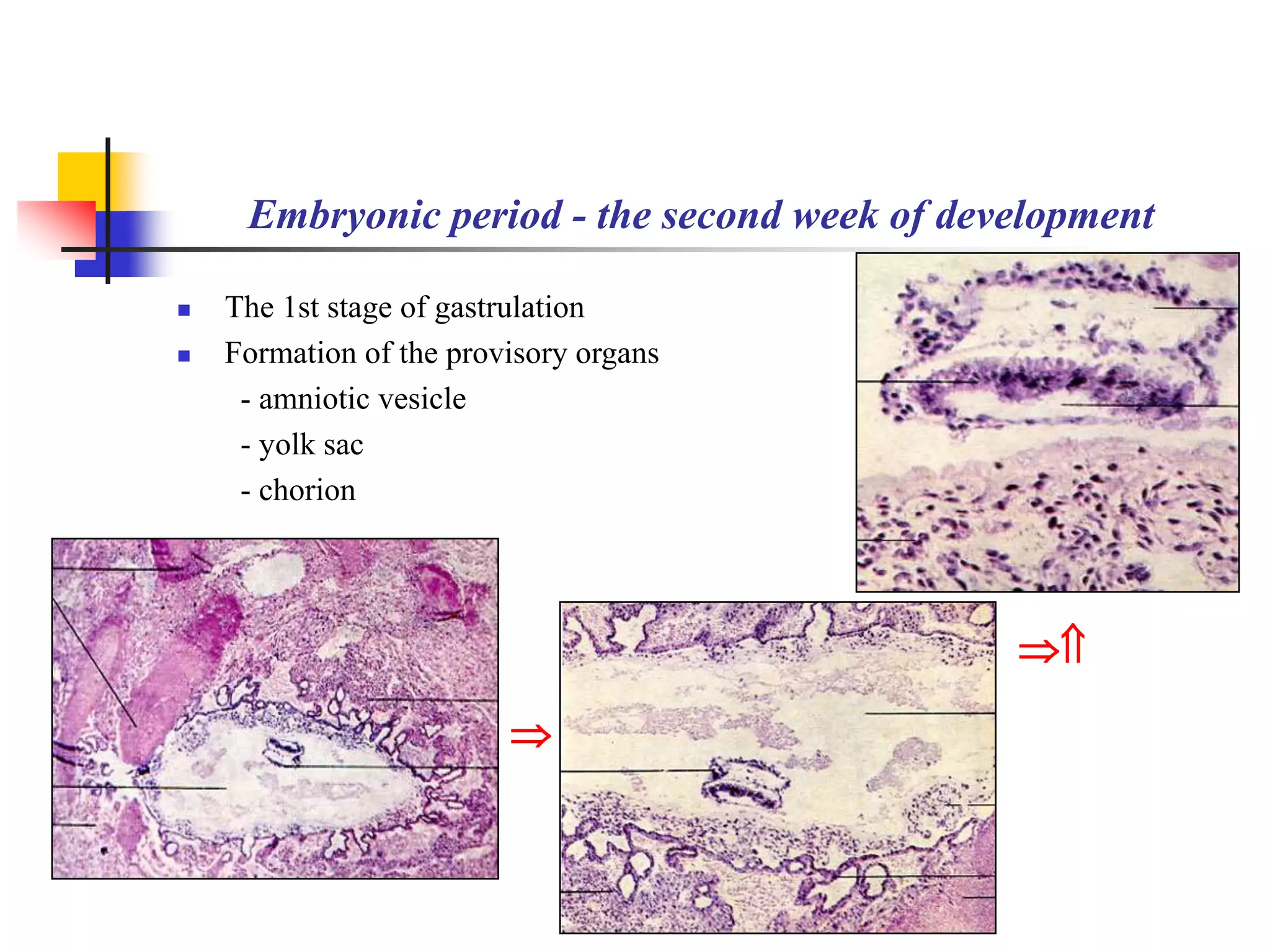Human Embryology I | PPT