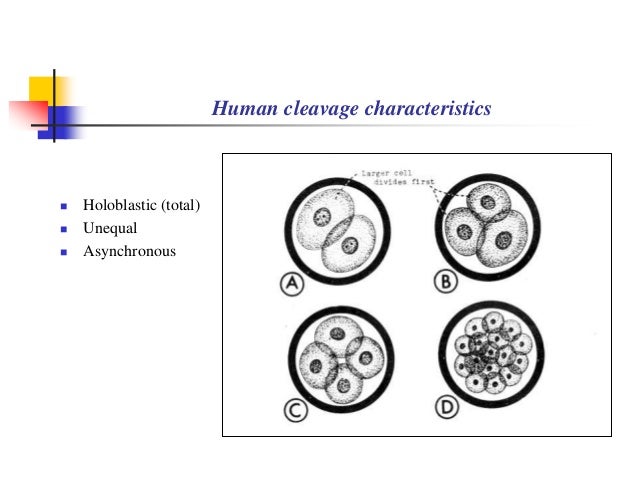 Human Embryology I