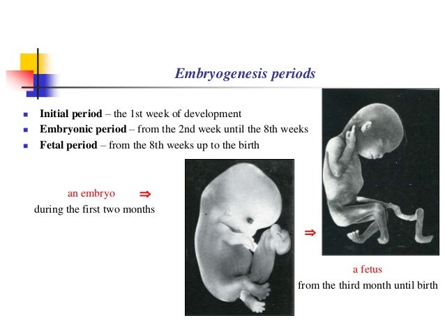 Critical Period Of Embryonic Development