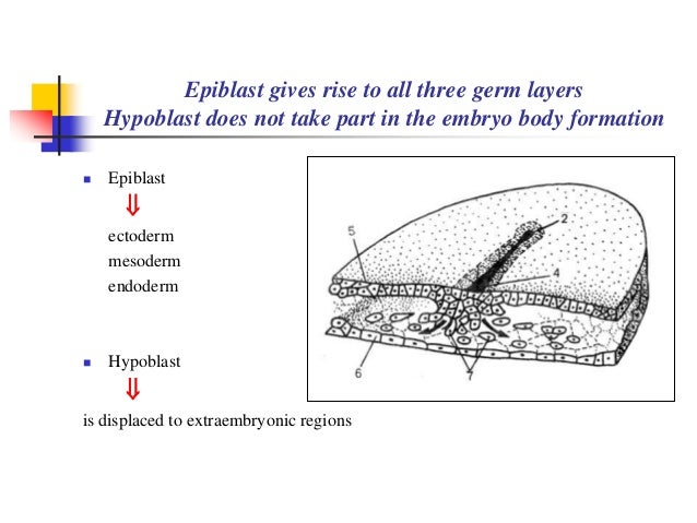 Human Embryology I