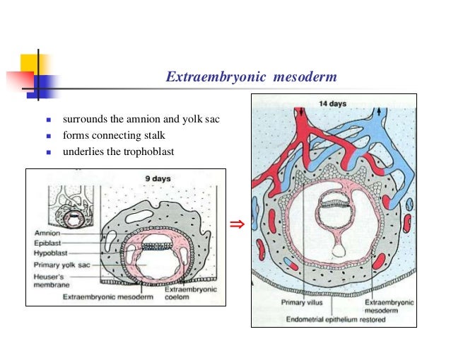 Human Embryology I