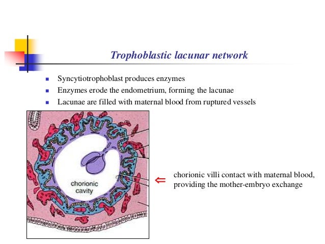 Human Embryology I