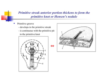 Human Embryology II | PPT