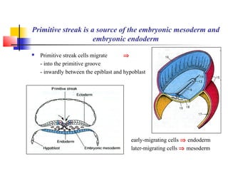 Human Embryology II | PPT