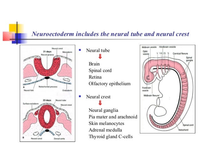 Human Embryology II