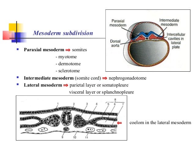 Human Embryology II