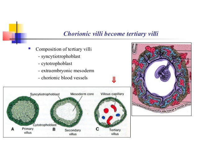 Human Embryology II