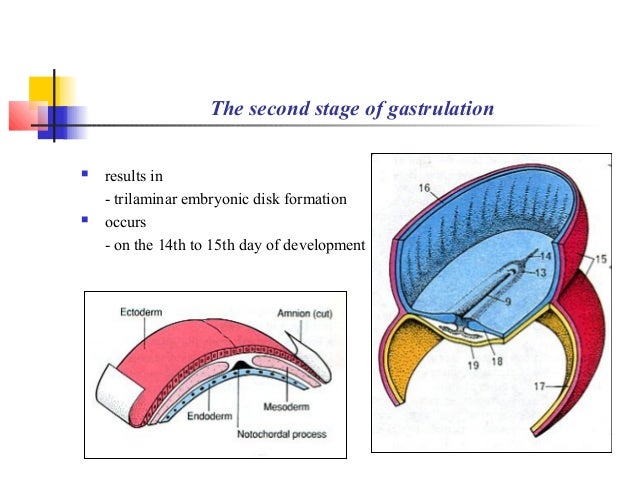 Embryonic Disc Formation Gastrulation And Neurulation | Concise