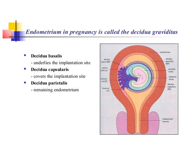 Human Embryology II