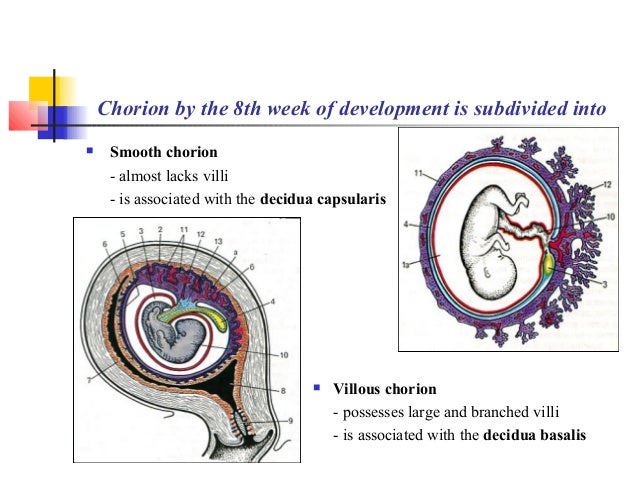 Human Embryology II