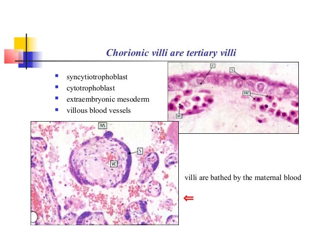 Human Embryology II