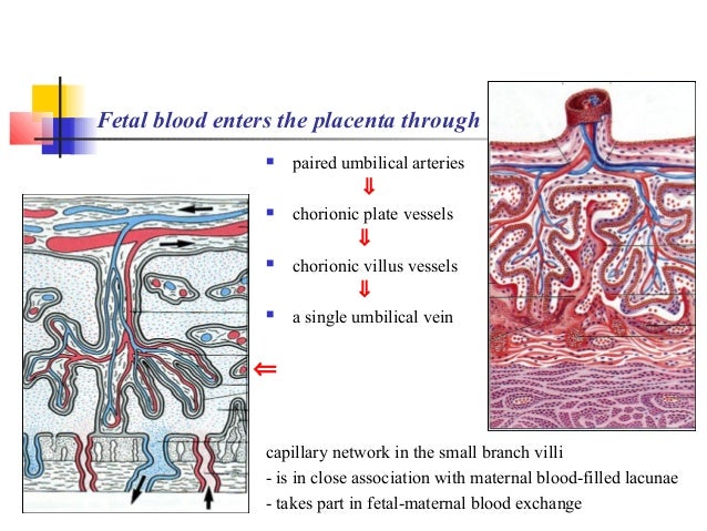Chorionic Plate