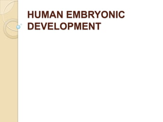 Human embryonic development | PPT
