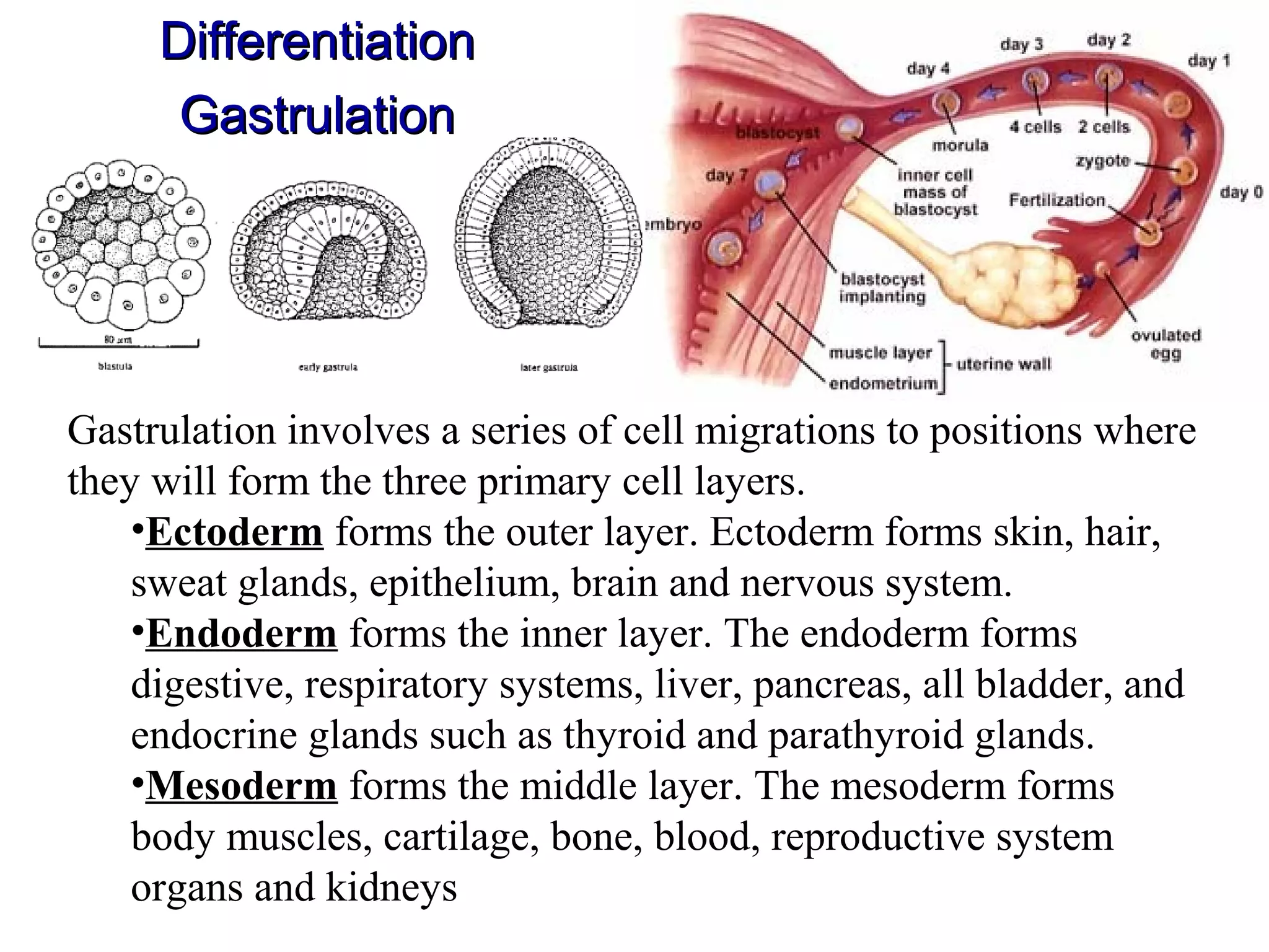Human embryonic development | PPT