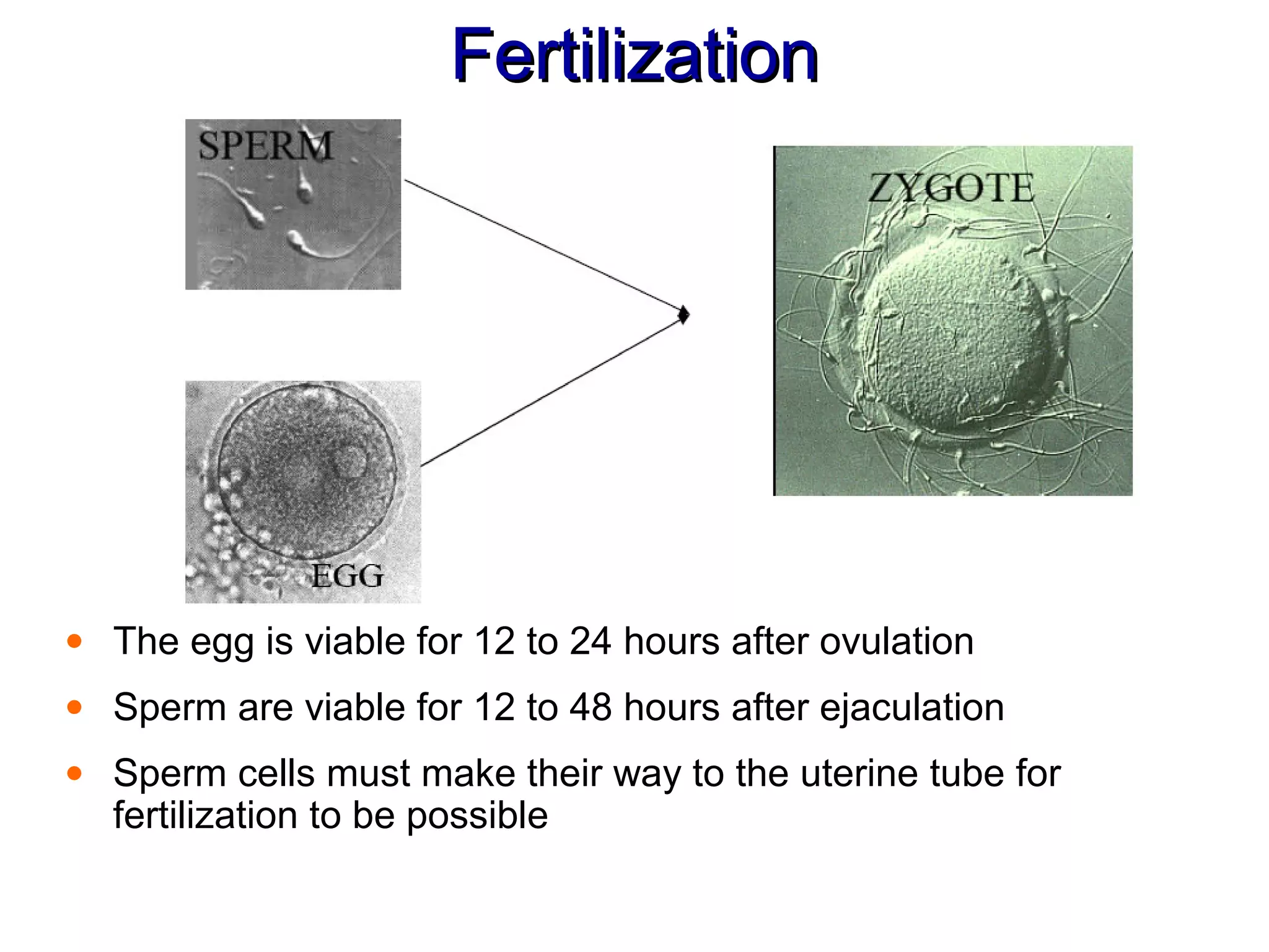 Human embryonic development | PPT