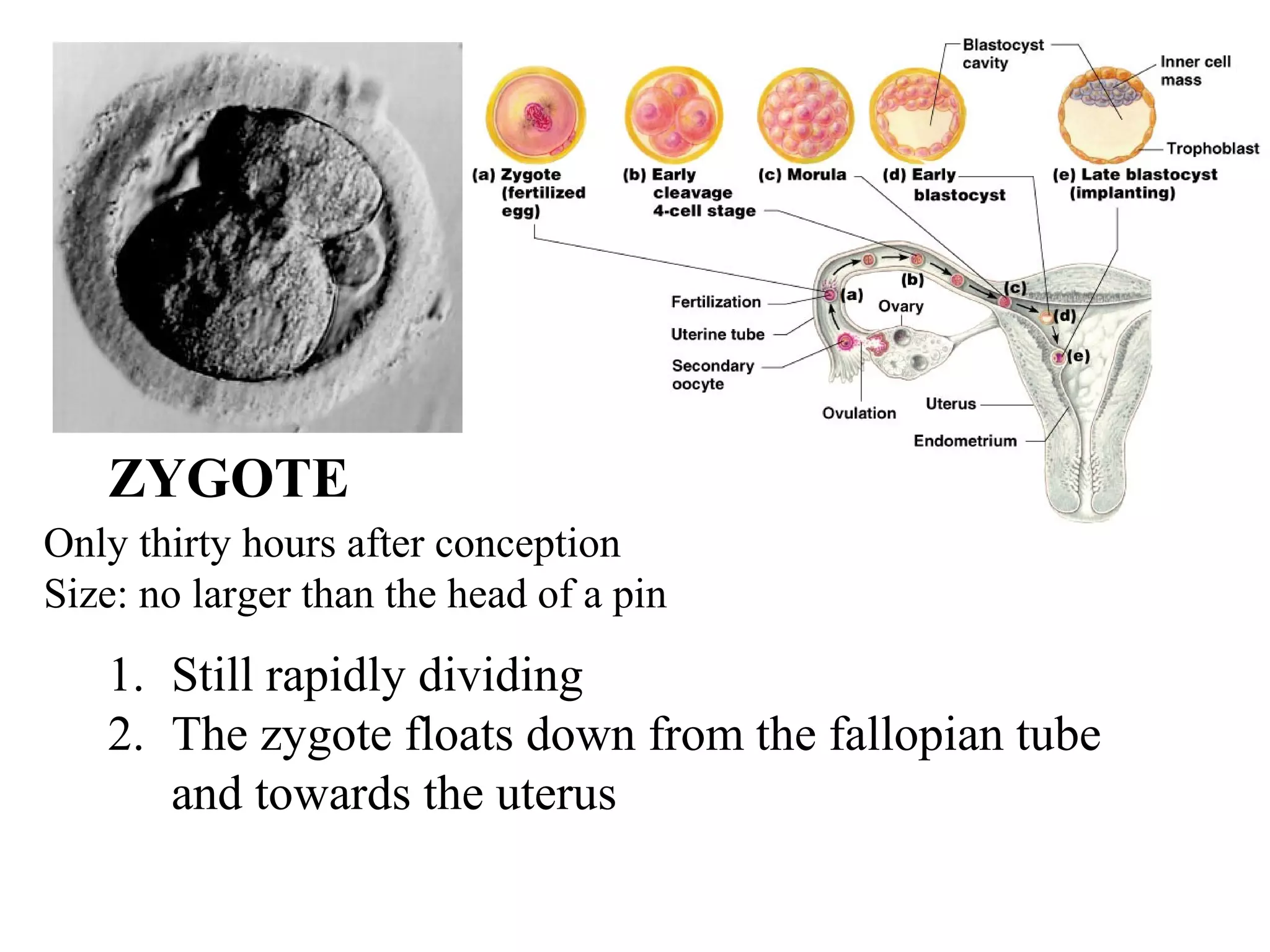 Human embryonic development | PPT