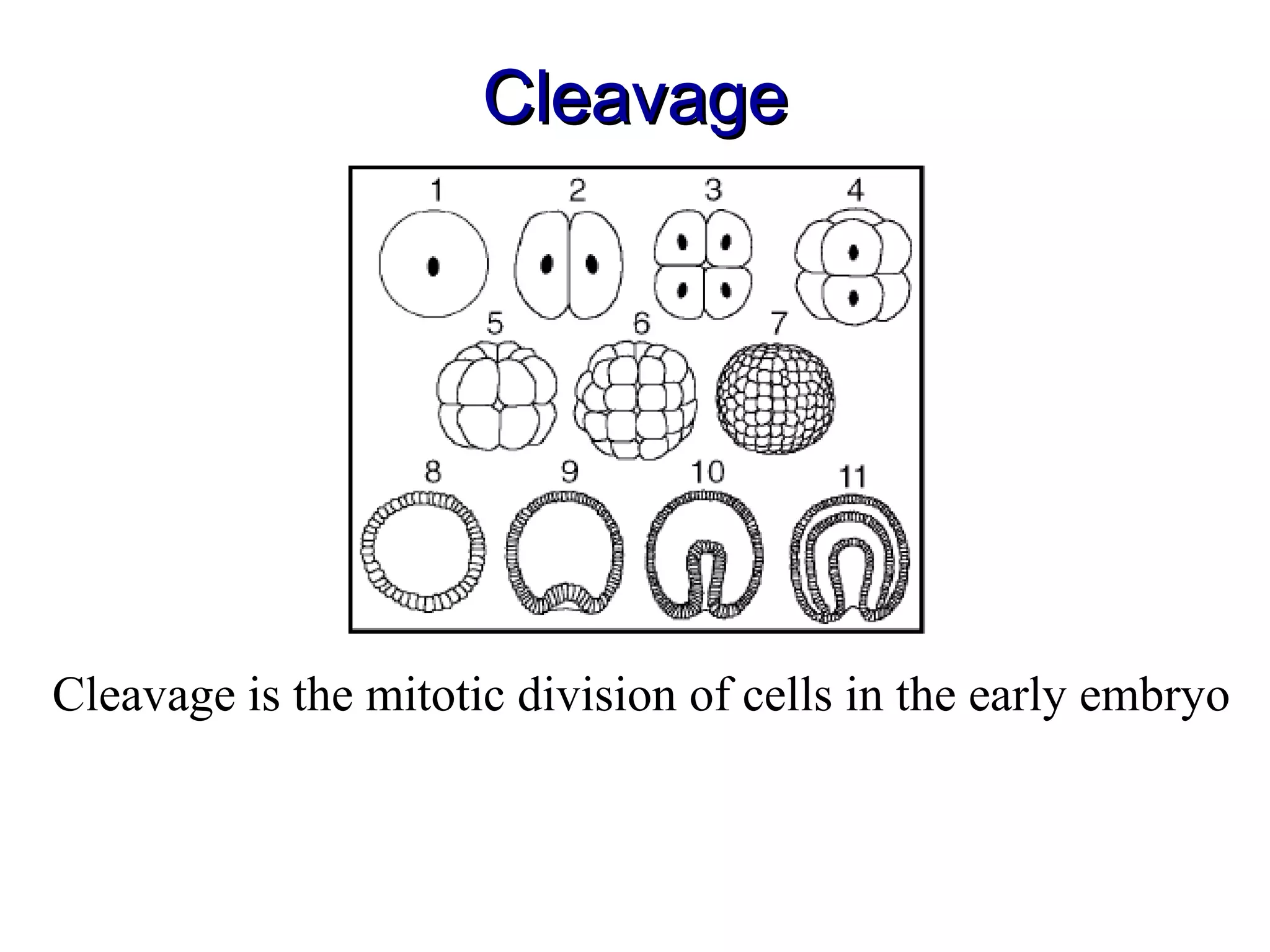Human embryonic development | PPT