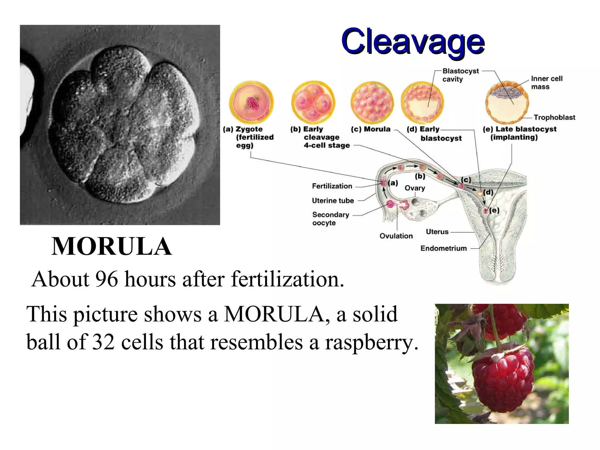 Human embryonic development | PPT