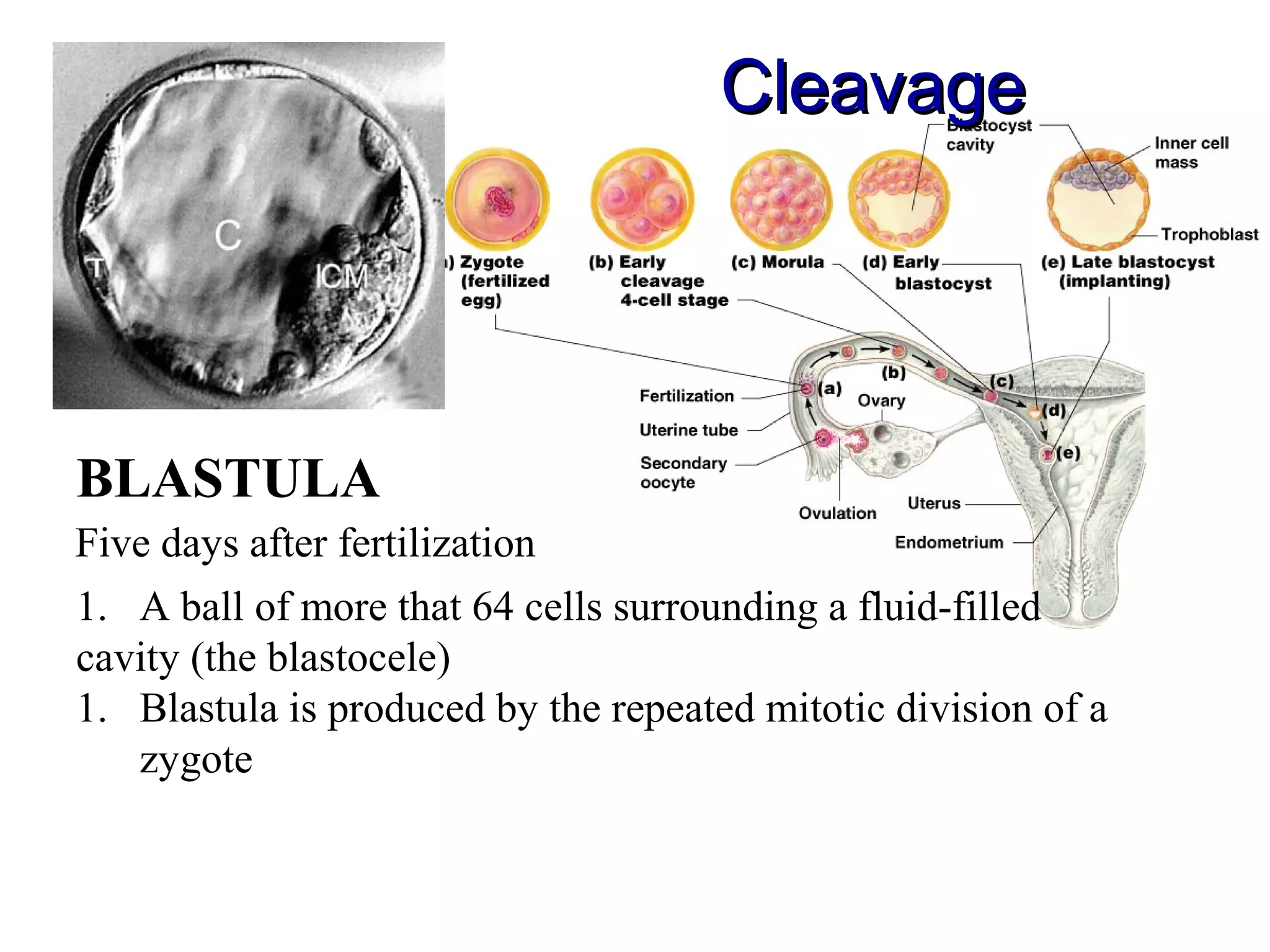 Human embryonic development | PPT